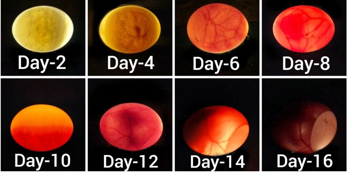 How Long Do Bird Eggs Take to Hatch? | Incubation Time by Species